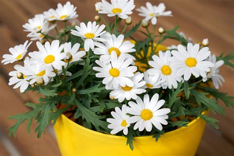 How To Grow Chamomile Indoors [care For Indoor Chamomile] House Plant