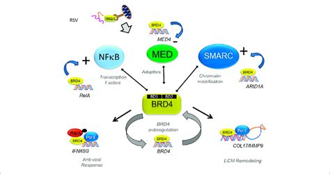 Brd4s Dynamically Regulated Gene Networks Schematic Diagram Of