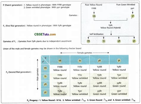 Mendelian Laws Of Inheritance Monohybrid And Dihybrid Inheritance