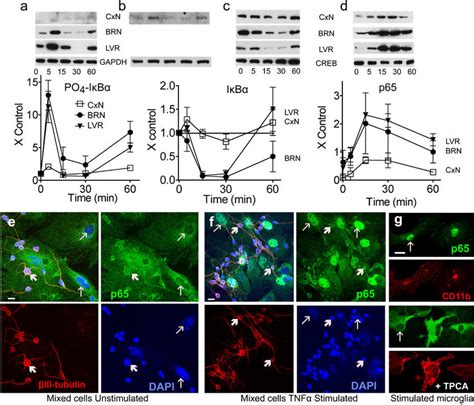 Tnf± Induces Neuronal Nf ± B P65 Movement Into The Nucleus A Western