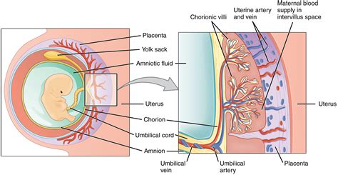 Embryonic Development · Anatomy And Physiology