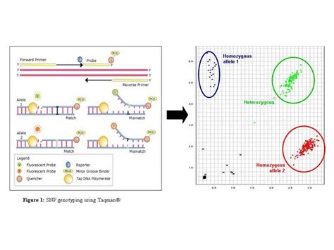 functional genetics and genomics school of medicine trinity college