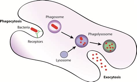 Principles Of Phagocytosis The Bacteria Are Recognized By Surface