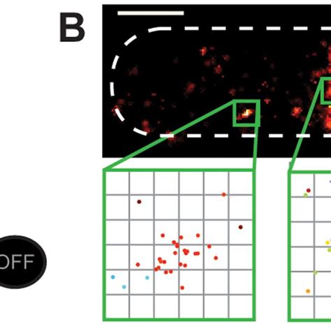 Fluorophore Blinking Affects Superresolution Image Quality A