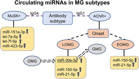 Frontiers Circulating Mirnas As Potential Biomarkers In Myasthenia