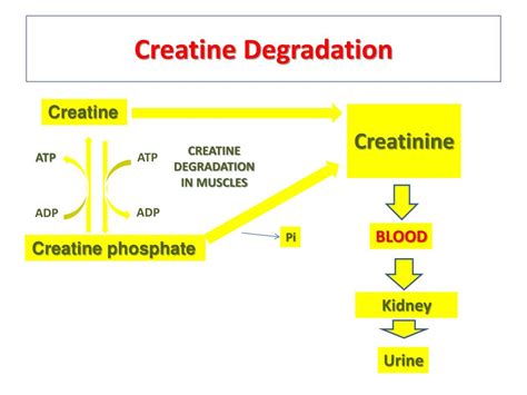 Ppt Creatine Metabolism Powerpoint Presentation Free Download Id