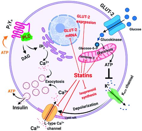 Intracellular Actions Of Statins In β Cells Red Lines Indicate The