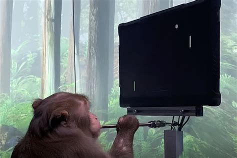 Este Es El Mono De Elon Musk Que Juega Pong Con La Mente Neuralink