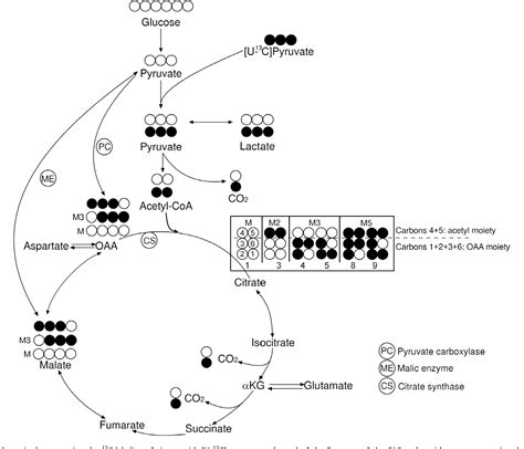 Figure 1 From Probing Pyruvate Metabolism In Normal And Mutant