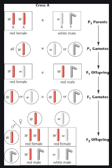 Linkage And Recombination Part 2 Sex Linkage In Drosophila Linked