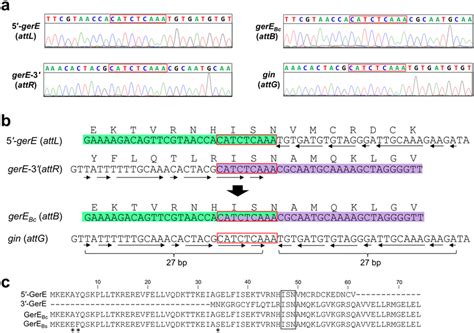 Nucleotide Sequences Of The Dna Recombination Sites A Dna Download Scientific Diagram