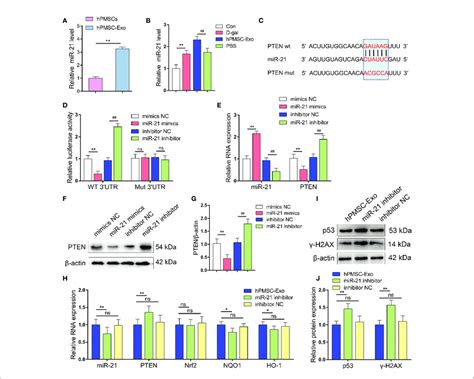 Mir 21 Targets And Negatively Regulates Pten A The Expression Of