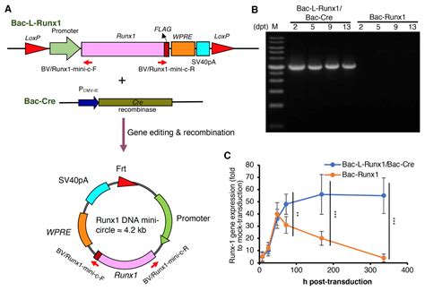 Biomedicines Free Full Text Cre Loxp Genetic Recombination Sustains
