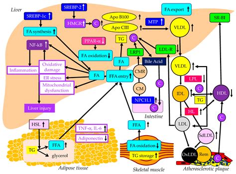 Ijms Free Full Text Metabolic Dysfunction Associated Steatotic