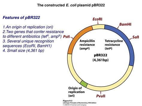 Ppt The Constructed E Coli Plasmid Pbr322 Powerpoint Presentation