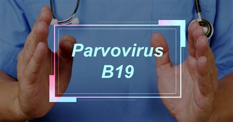 Parvovirus B19 Symptômes Et Traitements