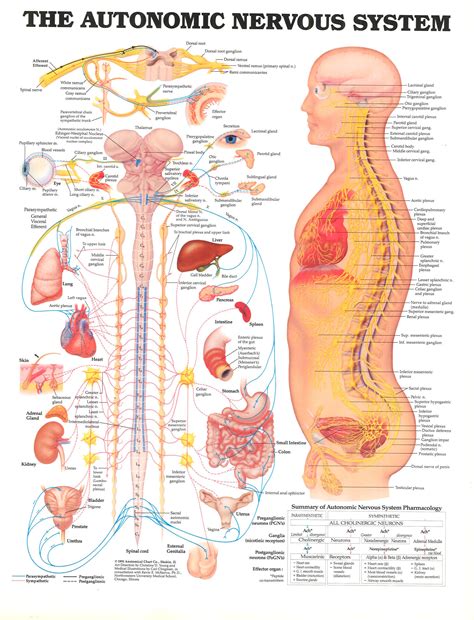 The Autonomic Nervous System Anatomical System – Physio Needs