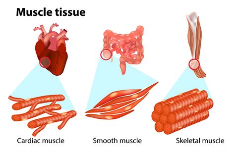 How To Identify Muscle Tissue