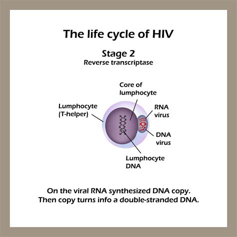 Stages Of Hiv And Aids Std Gov Blog