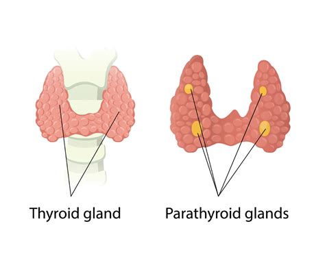 Parathyroid Gland