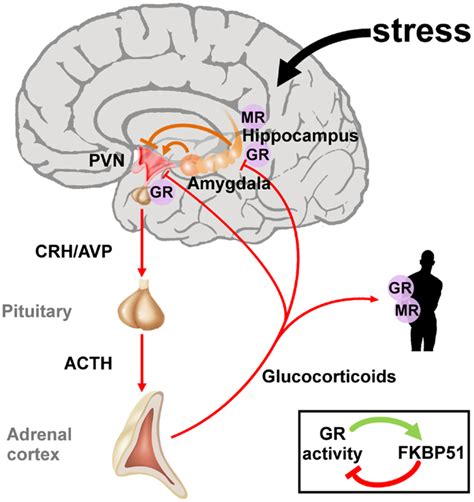 The Hypothalamic Pituitary Adrenal Axis Integrates And Mediates The