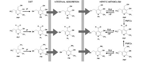 Structures Of B6 Vitamers Intestinal Adsorption And Hepatic