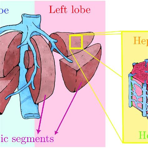 Schematic Representation Of The Multi Scale Liver Architecture The