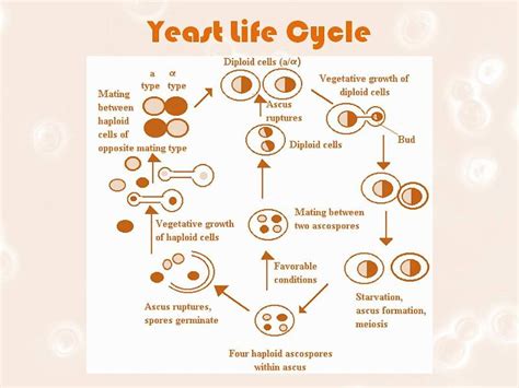 hogtown brewers beer recipe formulation yeast slide9