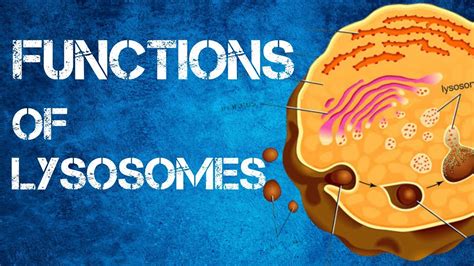 Lysosomes Functions Of Lysosomes Fsc Biology Mdcat 11