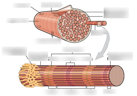 Skeletal Muscle Structure And Function Diagram Quizlet
