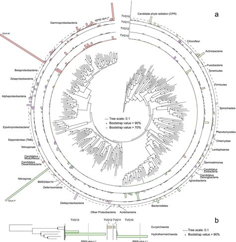 Phylogenetic Tree And Relative Abundances Of Bacterial A And Archaeal