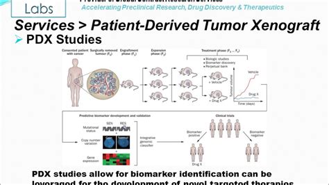Patient Derived Tumor Xenograft Pdx Youtube