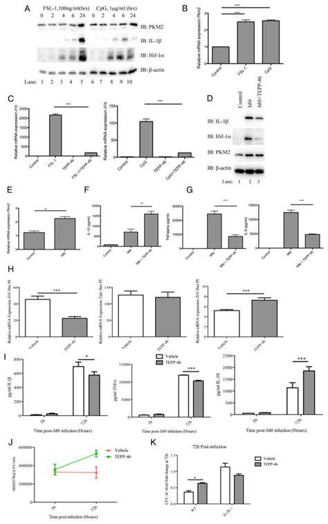 Pyruvate Kinase M2 Regulates Hif 1α Activity And Il 1β Induction And Is