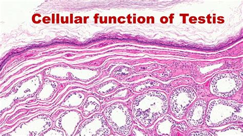 9 Cellular Function Of Testis Youtube