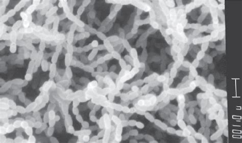 Scanning Electron Micrograph Of Streptococcus Mutans Download