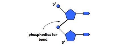 Phosphodiester Bond In Dna