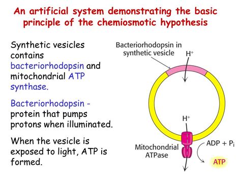 Ppt A Proton Gradient Powers The Synthesis Of Atp Powerpoint
