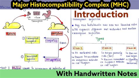 Major Histocompatibility Complex Mhc Introduction I Immunology