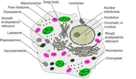 Labelled Diagram Of Eukaryotic Cell
