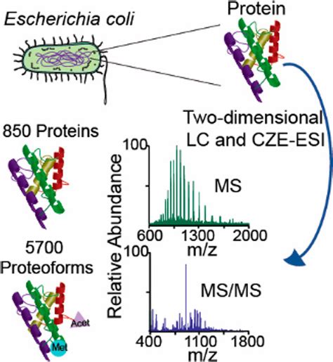 Deep Top Down Proteomics Using Capillary Zone Electrophoresis Tandem