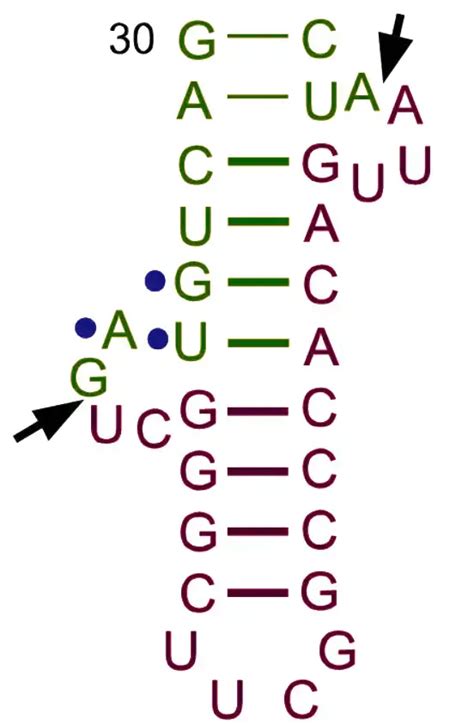 Trna Structure Definition Functions Types Biology Notes Online