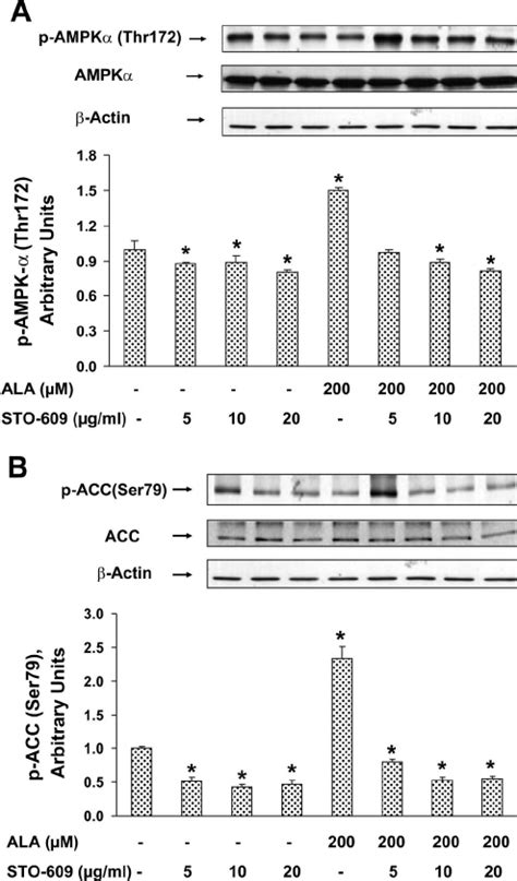 Effects Of Ca 2 ϩ Calmodulin Activated Protein Kinase Kinase Camkk