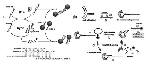 11 Nicking Endonuclease Assisted Signal Amplification Nesa A Nesa