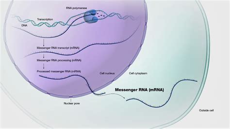 Selective Organ Targeting Sort Lipid Nanoparticles For Mrna Delivery