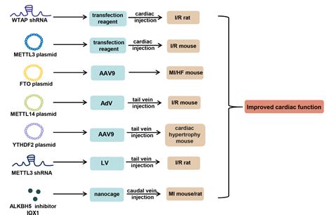 Figure 1 From N6 Methyladenosine Rna Methylation In Cardiovascular