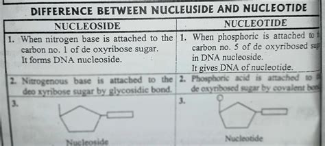 Solution Difference Between Nucleoside And Nucleotide Class 11 Biology
