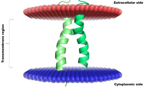 Spatial Position Of The Nuclear Magnetic Resonance Nmr Structure Of
