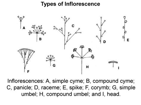 Types Of Inflorescences Role Of Inflorescences In Plants Life