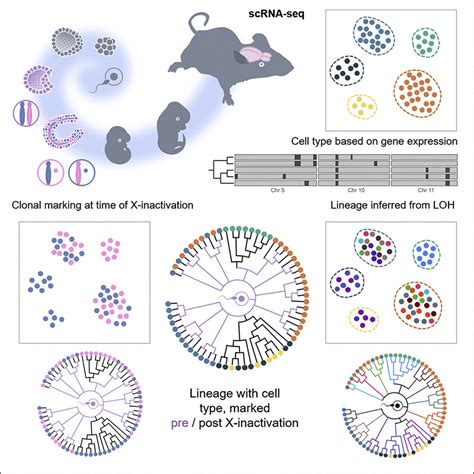 Simultaneous Brain Cell Type And Lineage Determined By Scrna Seq
