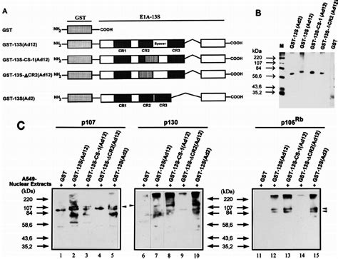 Interaction Between The E1a 13s Proteins Of Ad12 Wt Ad12 Cs 1 And